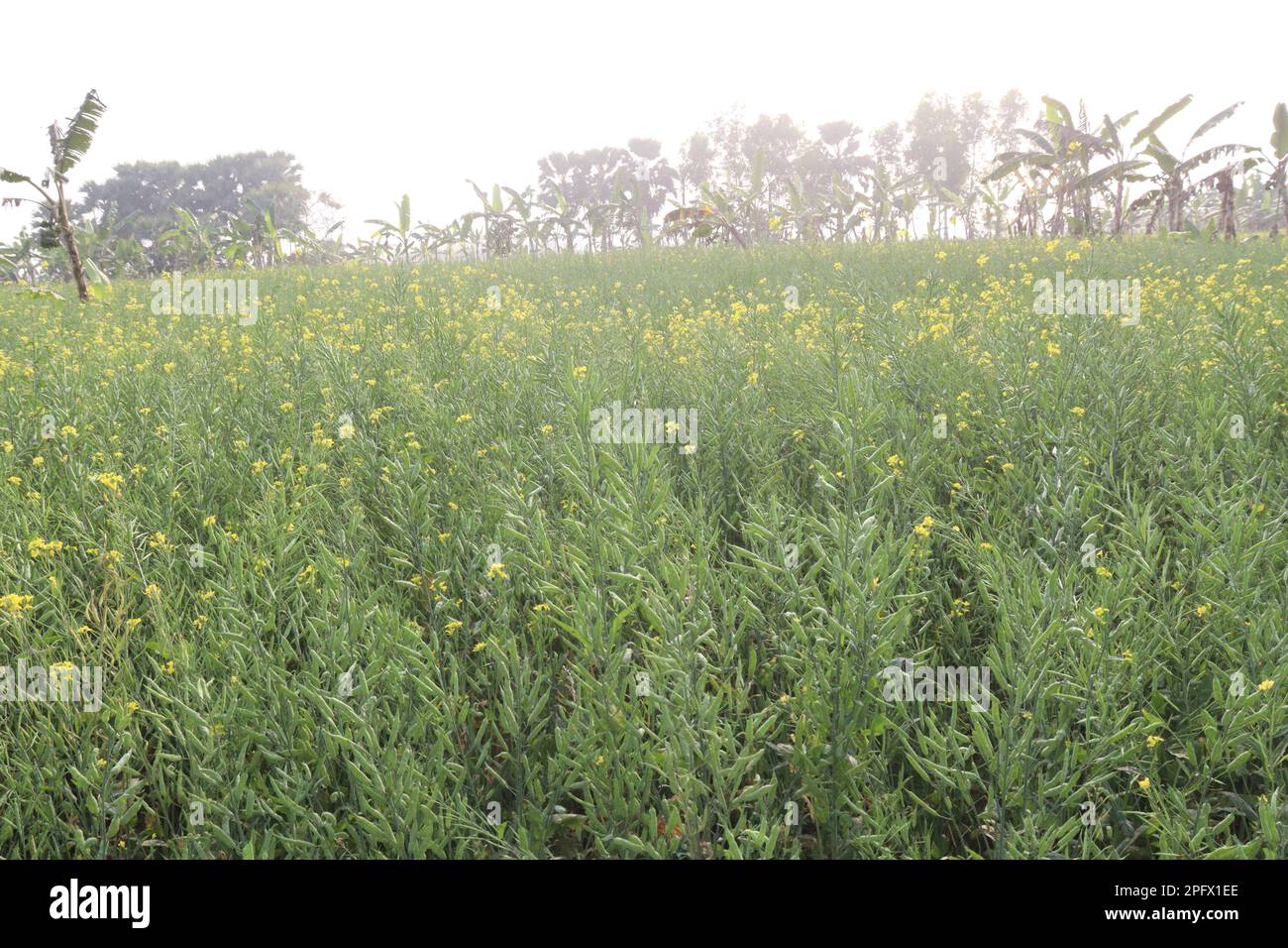 green colored mustard farm on field for harvest are cash crops and the ...