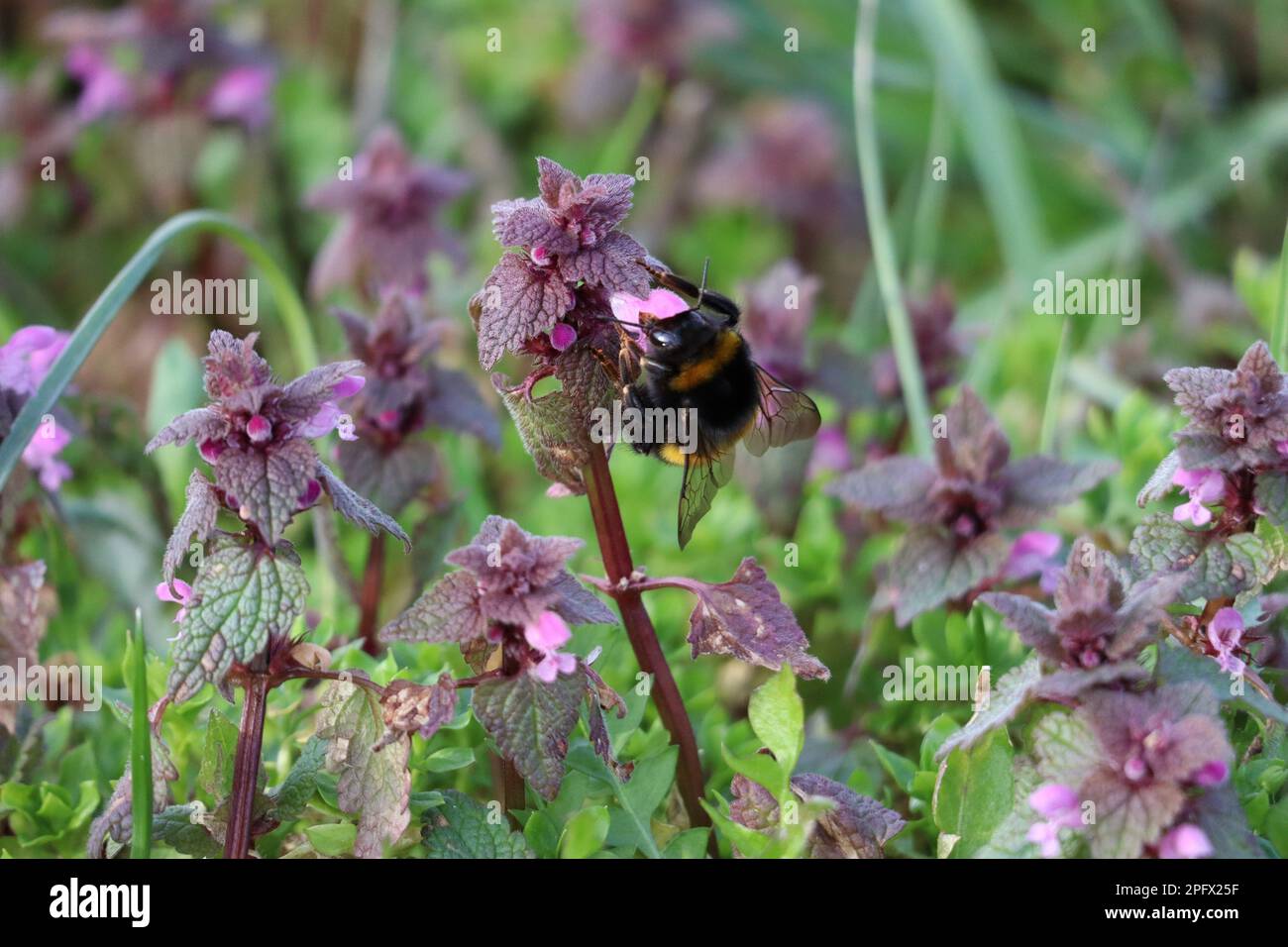 buff-tailed Bumblebee grabs the first available Nectar source Stock ...