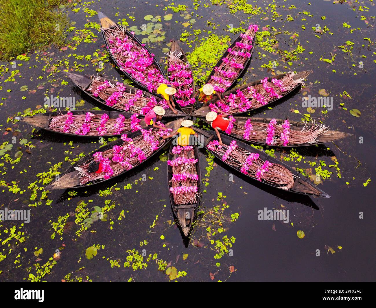 March 19, 2023, Barishal, Barishal, Bangladesh: Farmers arrange bunches ...