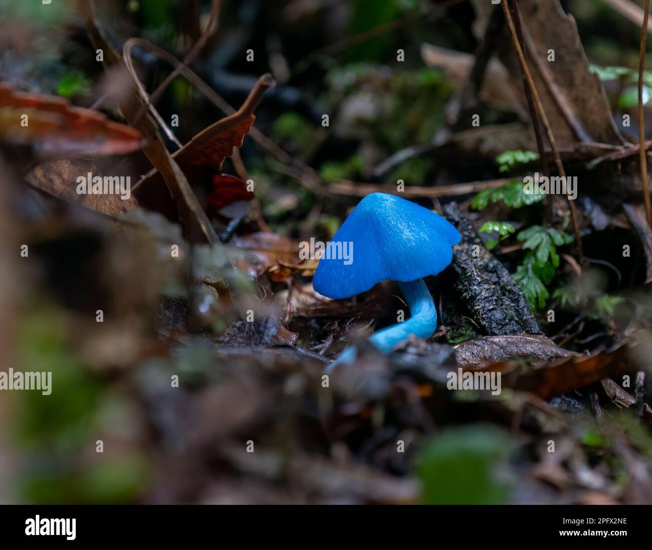 Blue mushroom (Entoloma hochstetteri) on forest habitat in the Rotorua ...