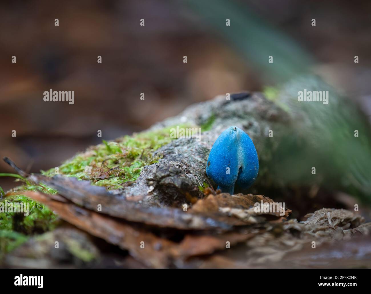 Blue mushroom (Entoloma hochstetteri) on forest habitat in the Rotorua ...