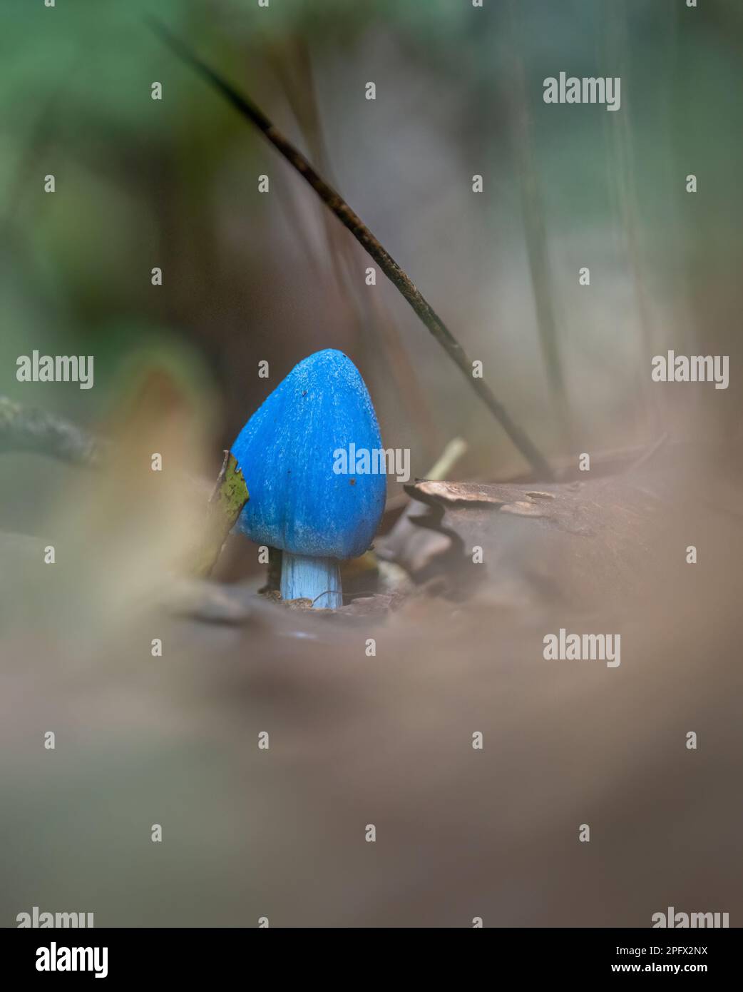 Blue mushroom (Entoloma hochstetteri) on forest habitat, framed by out ...