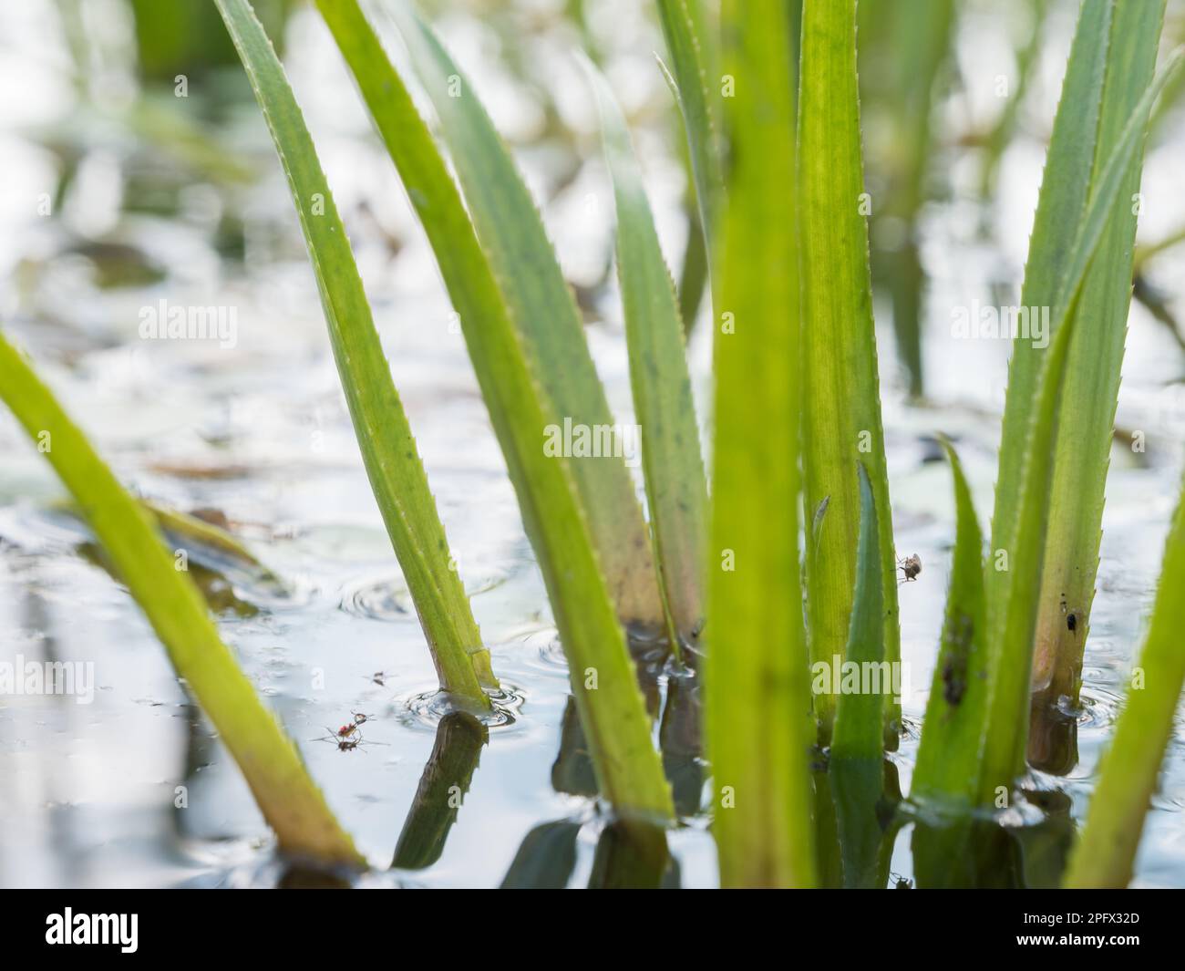 Water sodier aquatic plant leaves over water surface Stock Photo - Alamy