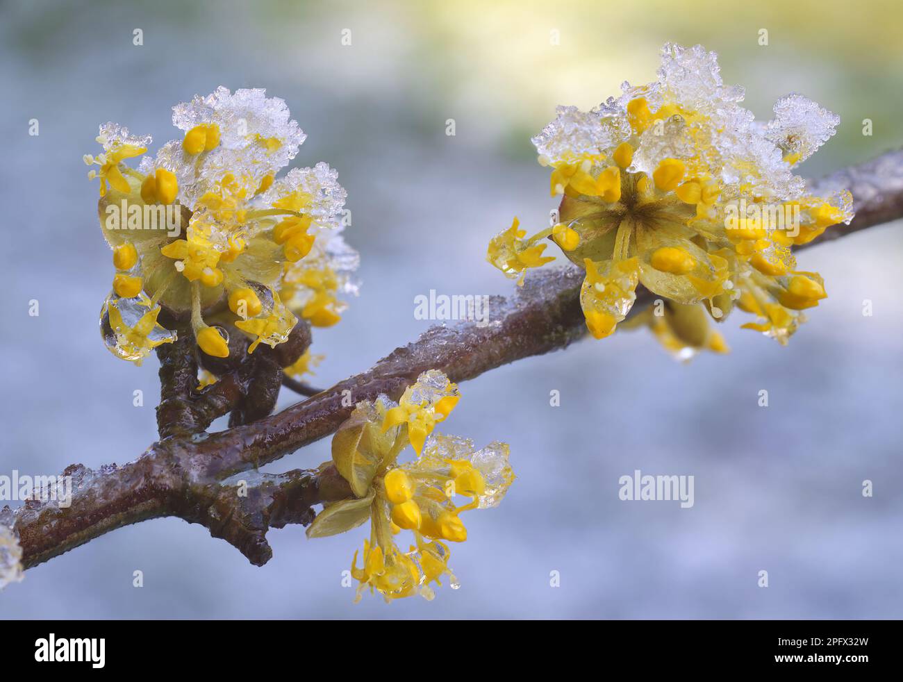 A flowering branch of Cornelian cherry dogwood in early spring, also ...