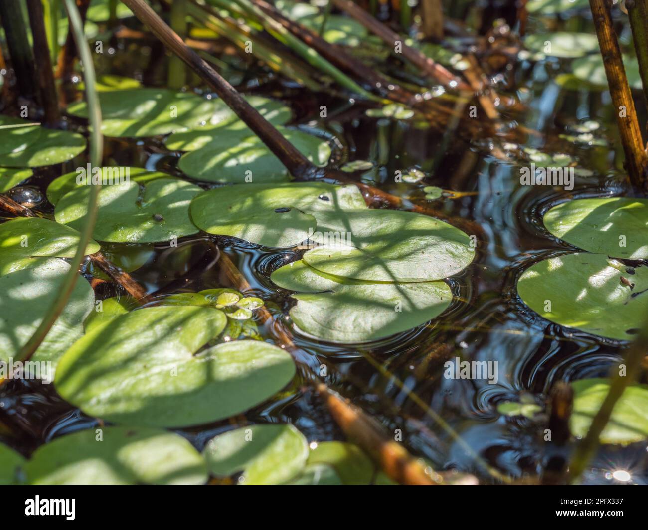 Frogbit water plant floating leaves Stock Photo - Alamy