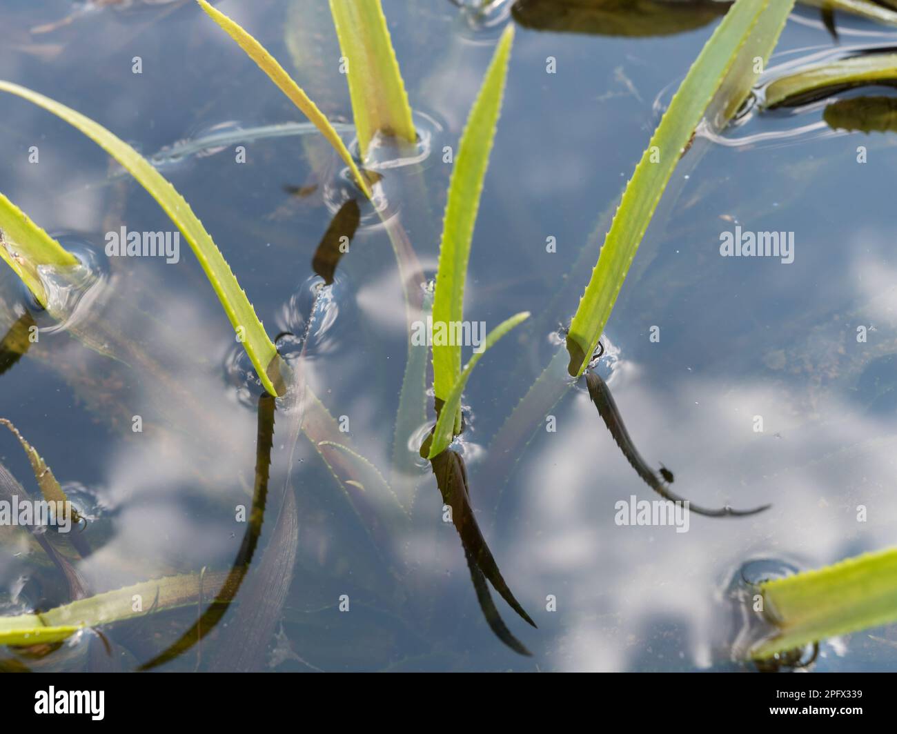 Water sodier aquatic plant leaves over water surface Stock Photo - Alamy