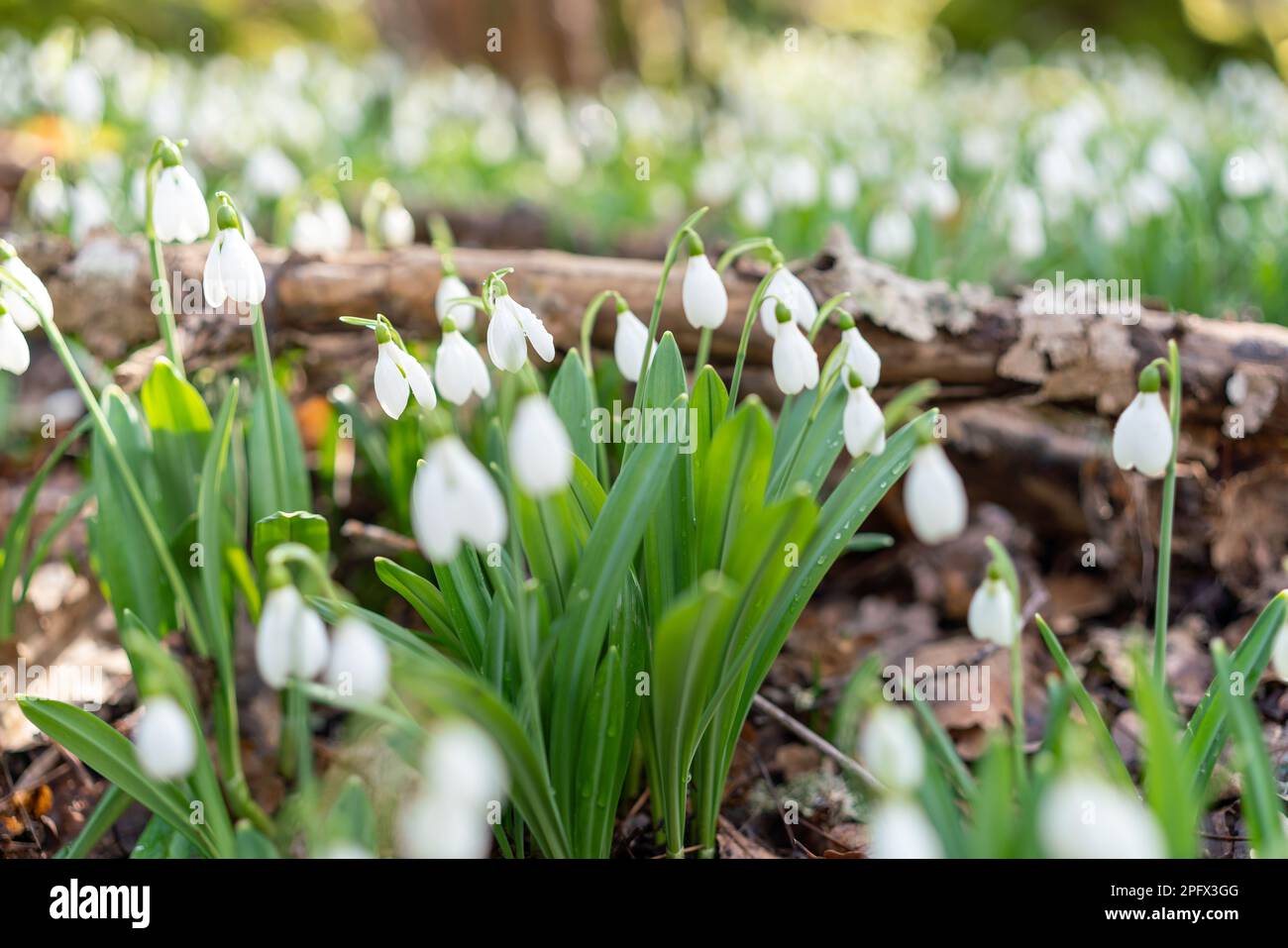 White snowdrops in the early spring in the forest. Beautiful footage of ...