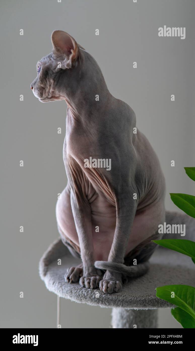 Gray sphinx hi-res stock photography and images - Alamy
