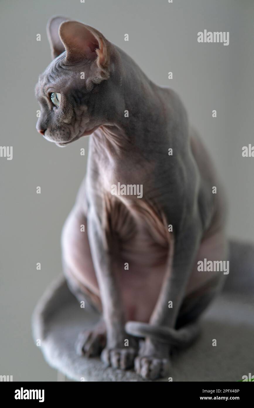 Gray sphinx hi-res stock photography and images - Alamy