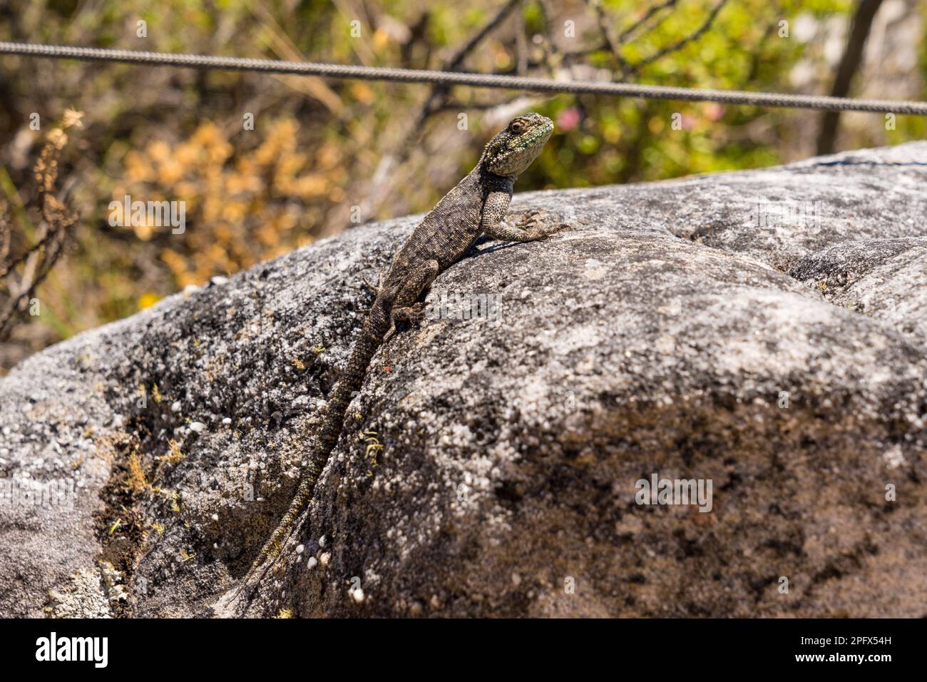 Cape Crag Lizard Pseudocordylus microlepidotus Stock Photo - Alamy