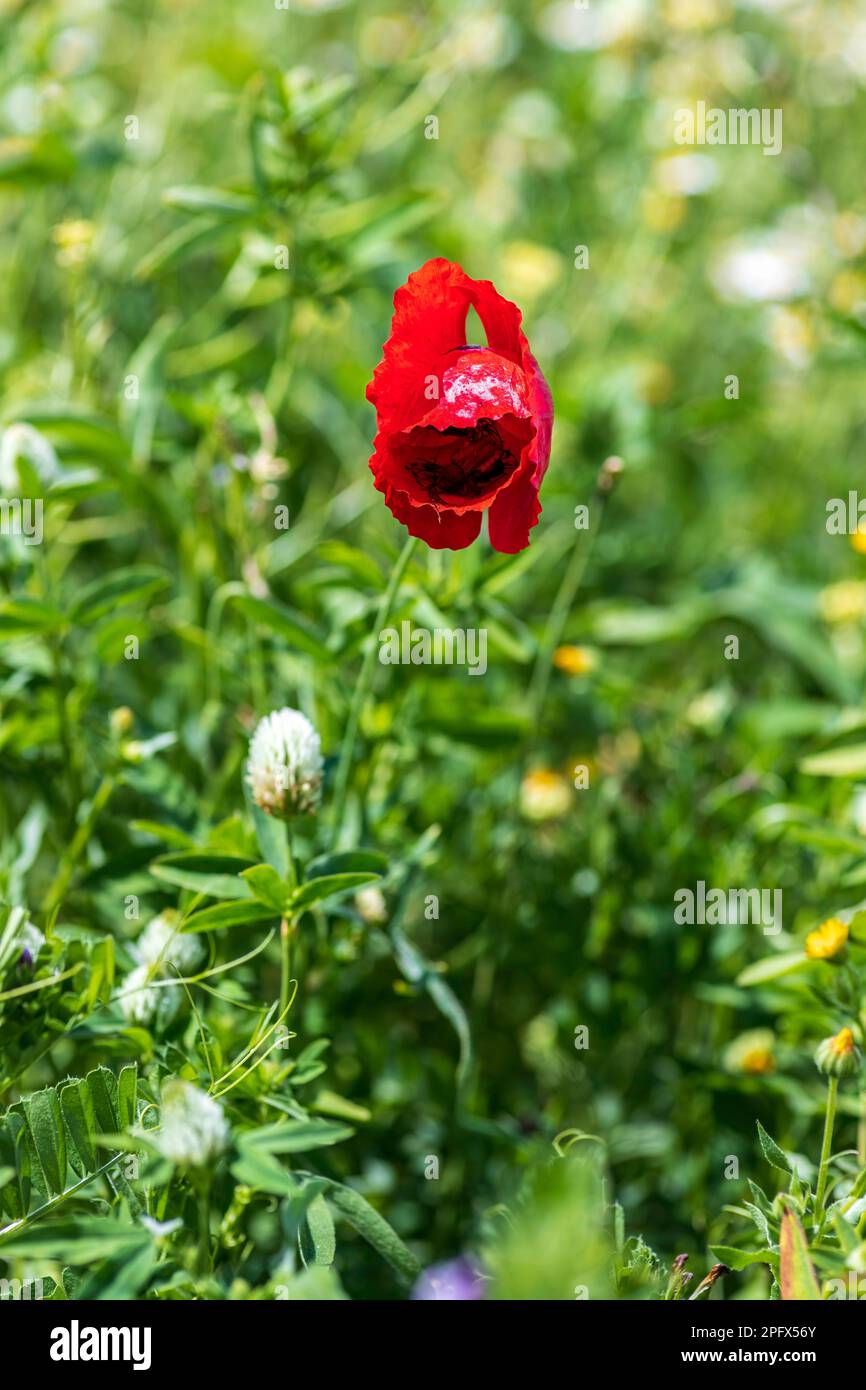 Poppies israel hi-res stock photography and images - Alamy