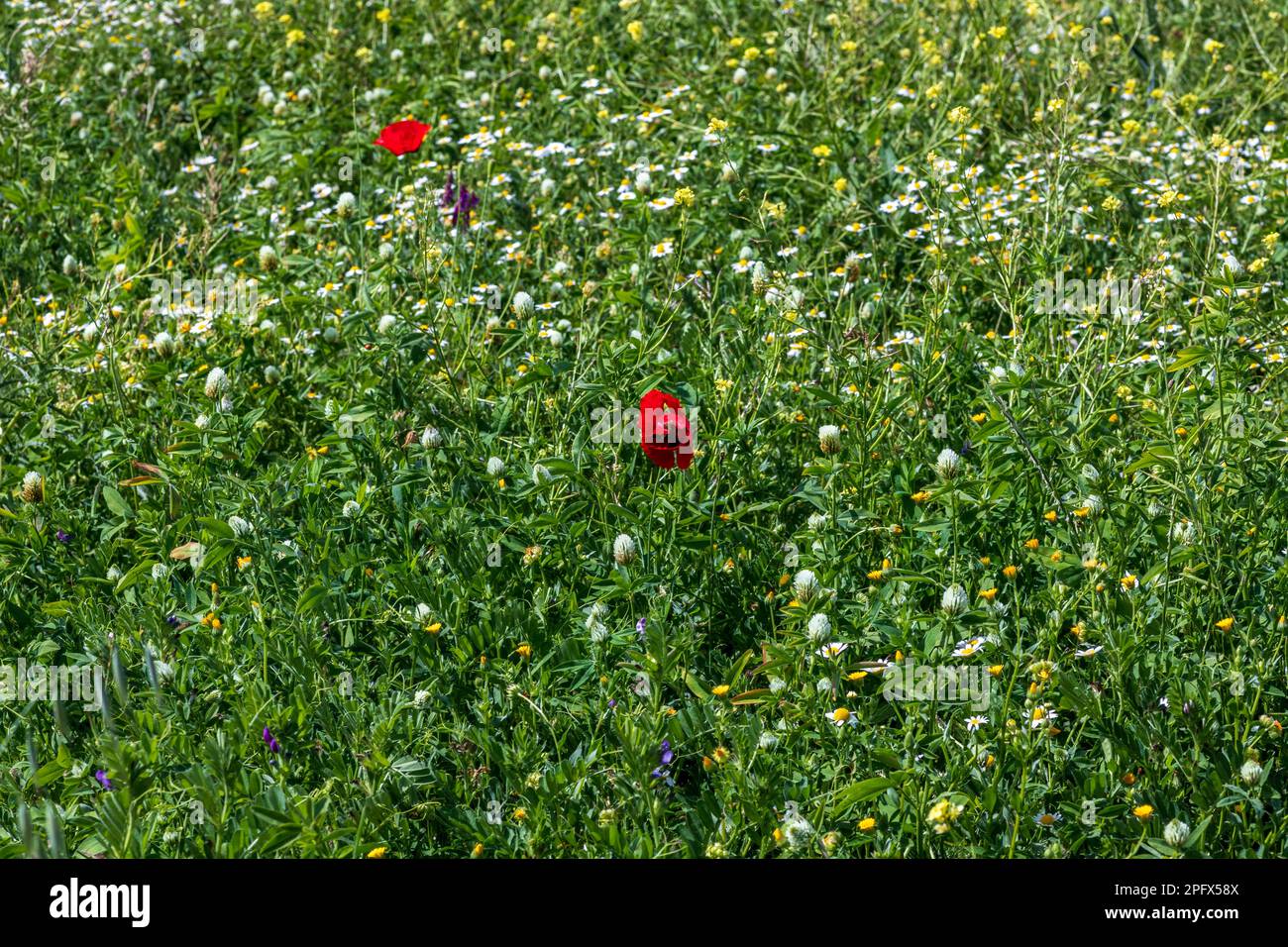 Poppies israel hi-res stock photography and images - Alamy