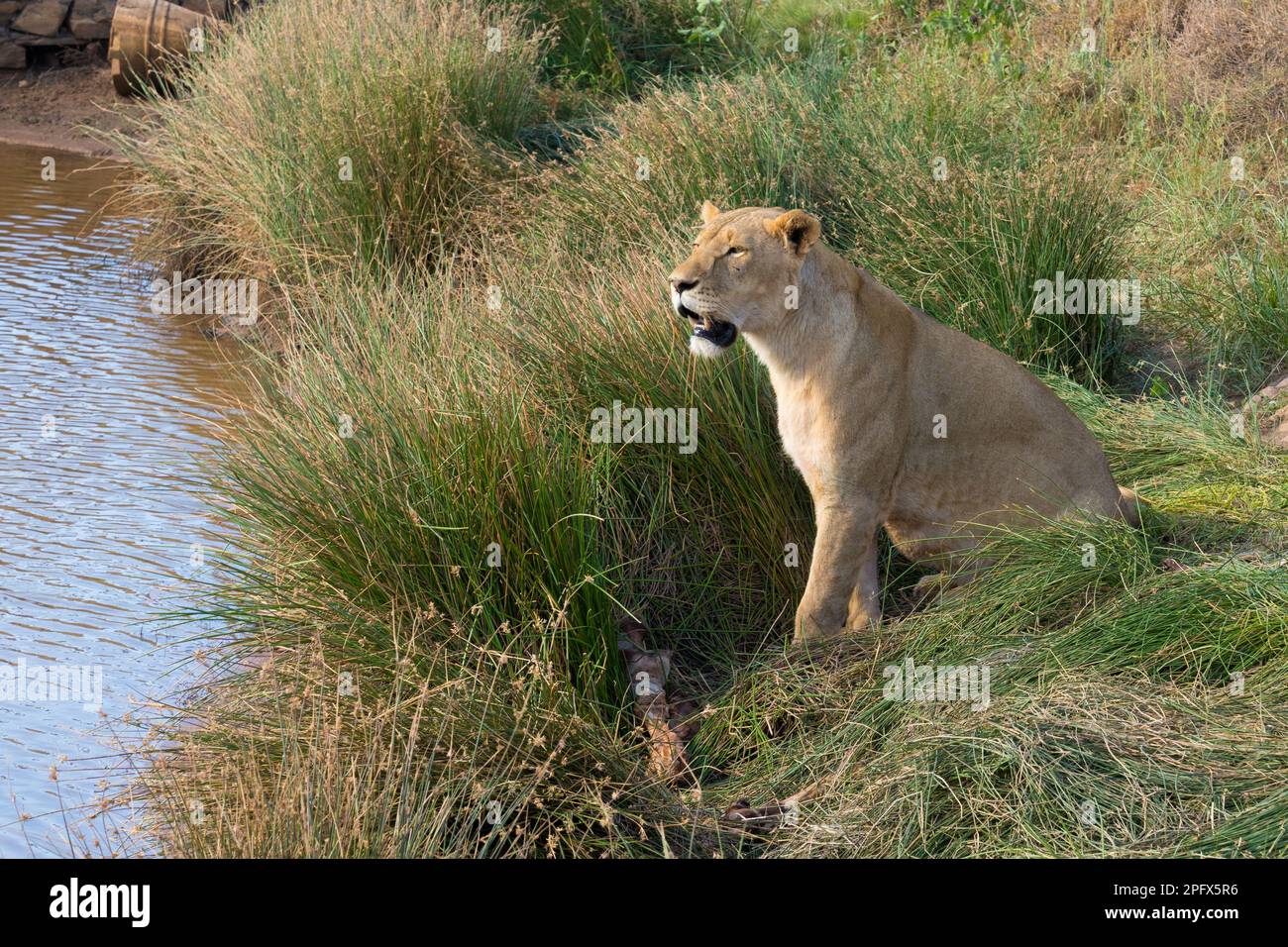 Lion feasting hi-res stock photography and images - Alamy