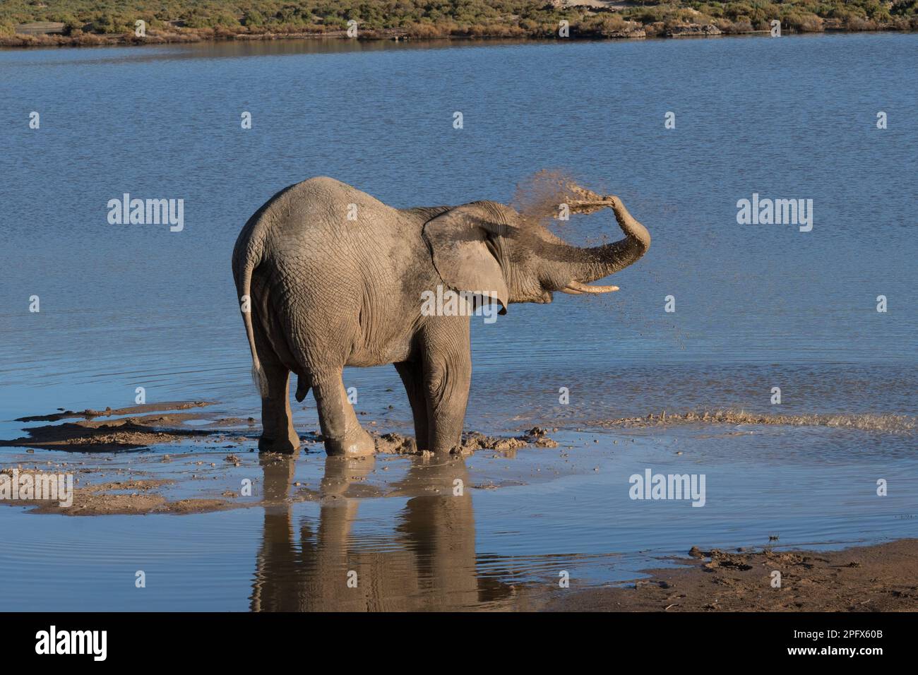 Elephant spraying water hi-res stock photography and images - Alamy
