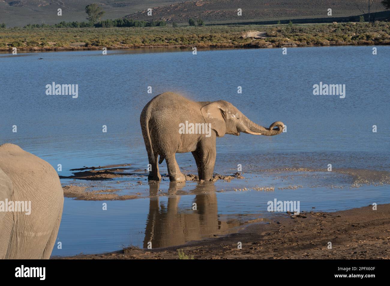 Elephant Spraying Water On Itself