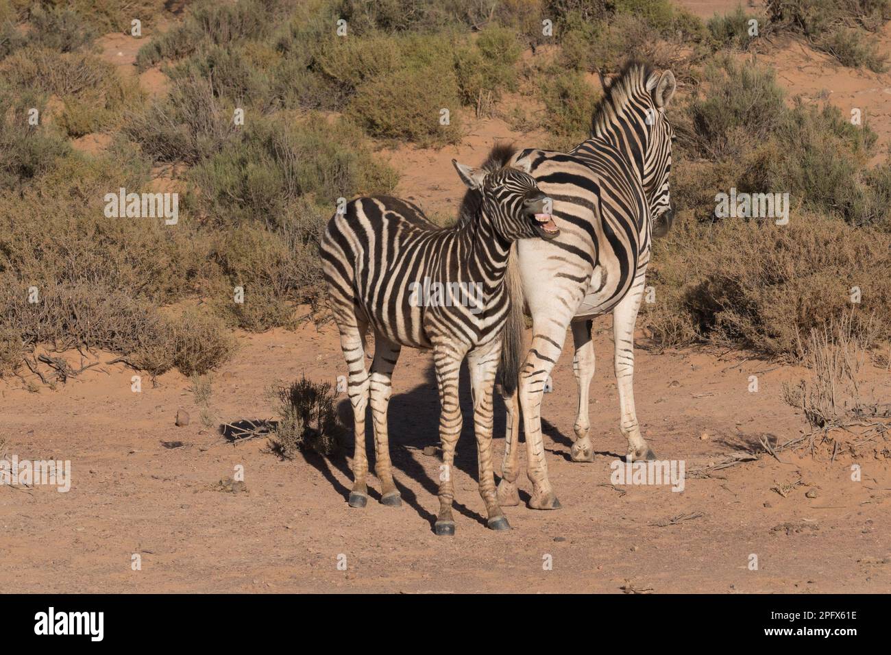 Zebra calf hi-res stock photography and images - Alamy