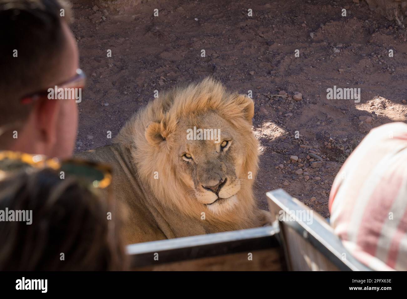 A male lion watching tourist on a safari Stock Photo - Alamy