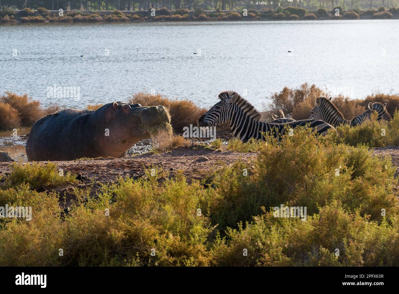 A hippo and zebra eating Stock Photo - Alamy
