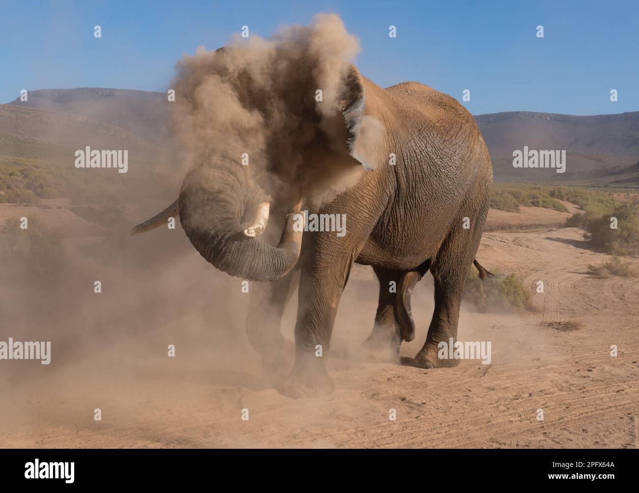 African elephant having dust hi-res stock photography and images - Alamy