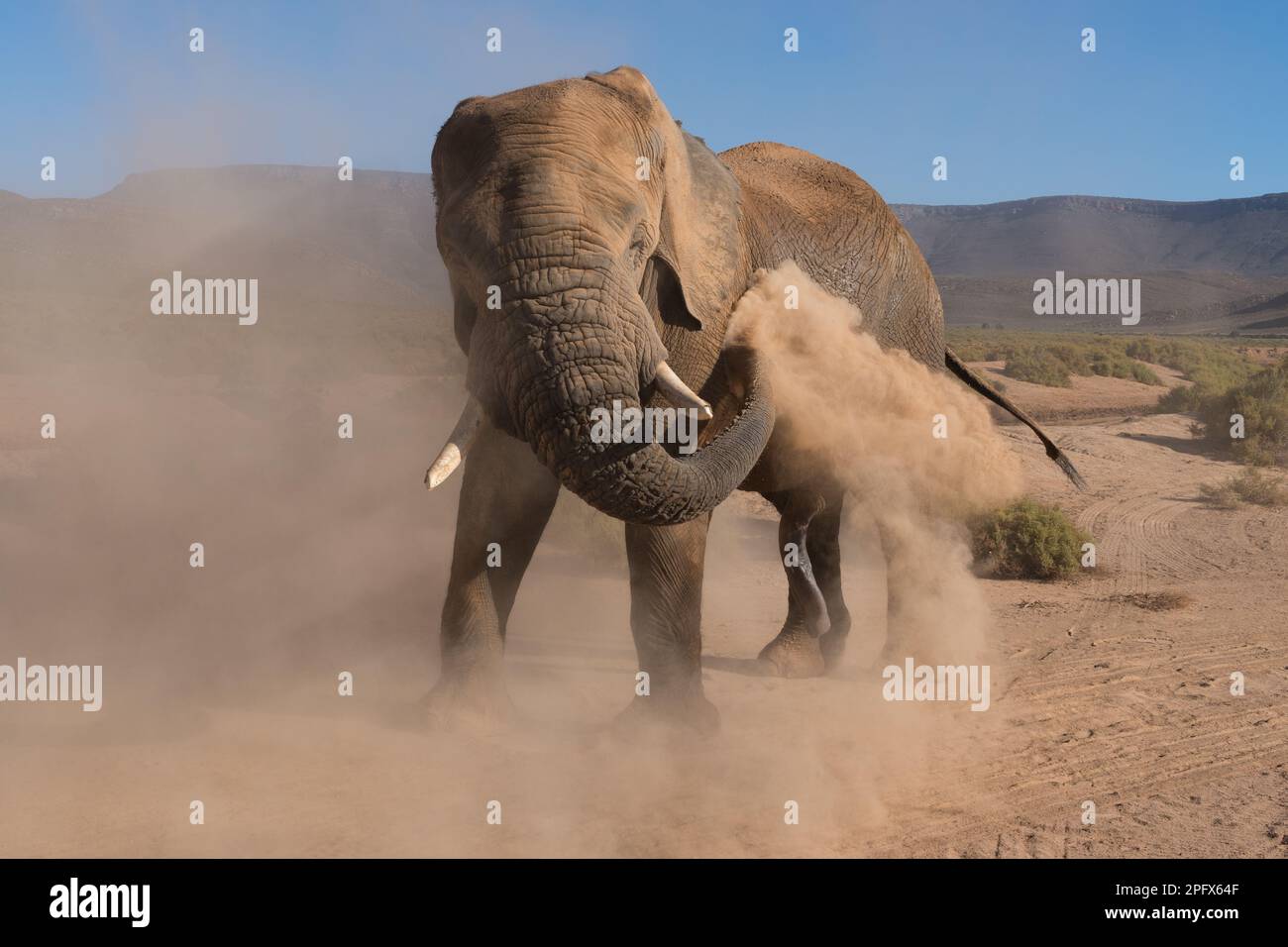 African elephant having dust bath Stock Photo - Alamy