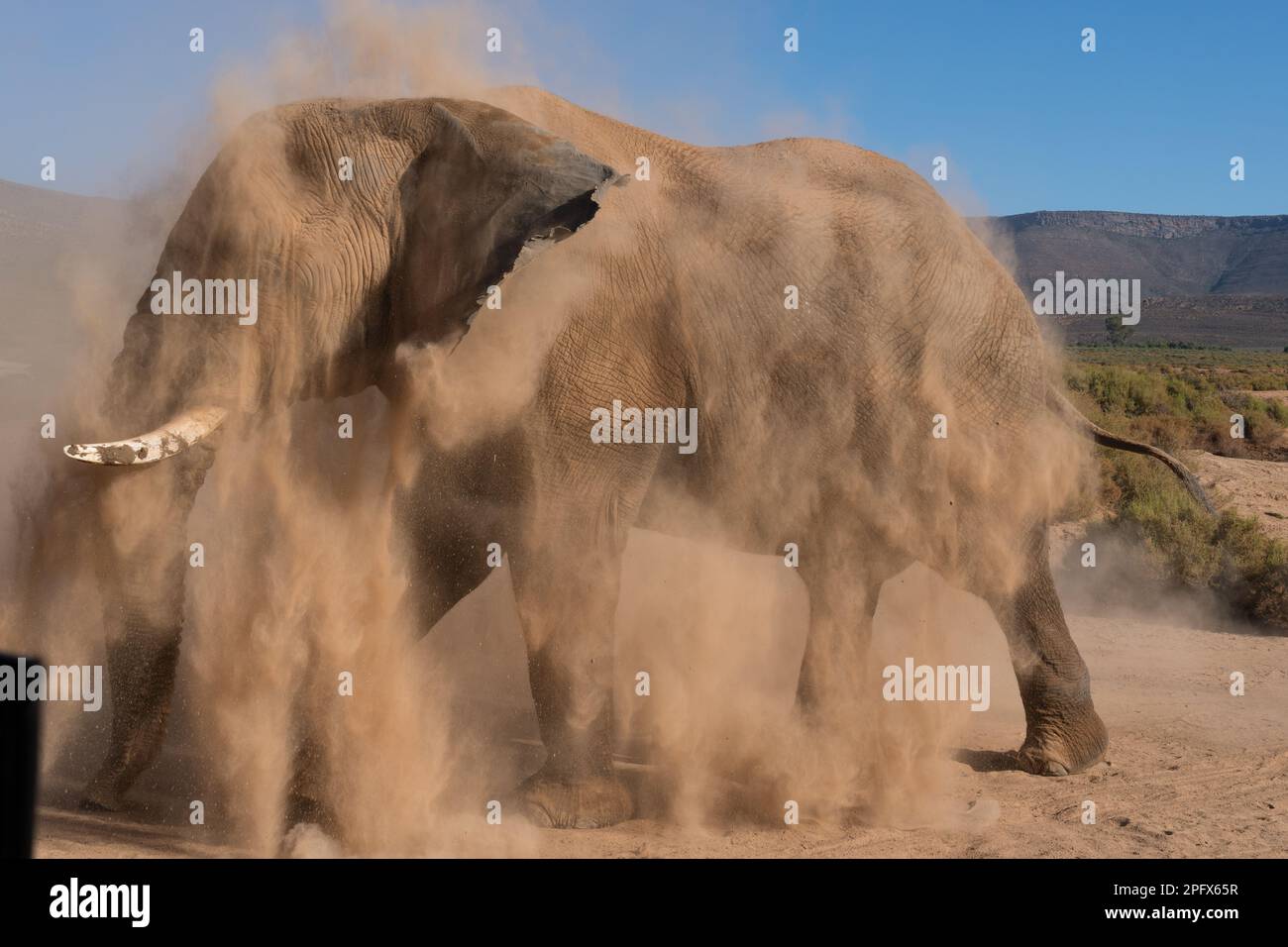 African elephant having dust bath Stock Photo - Alamy