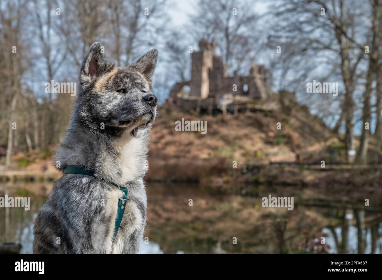 Wet akita inu in hi-res stock photography and images - Alamy