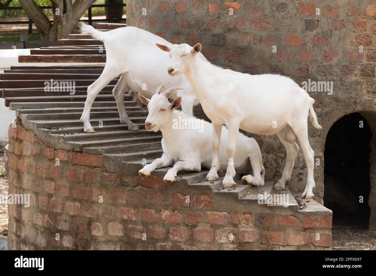 three goats on a stairs Stock Photo - Alamy