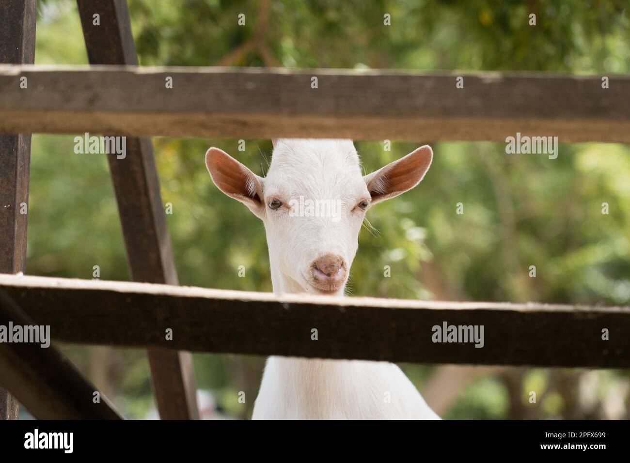 White goat south africa hi-res stock photography and images - Alamy