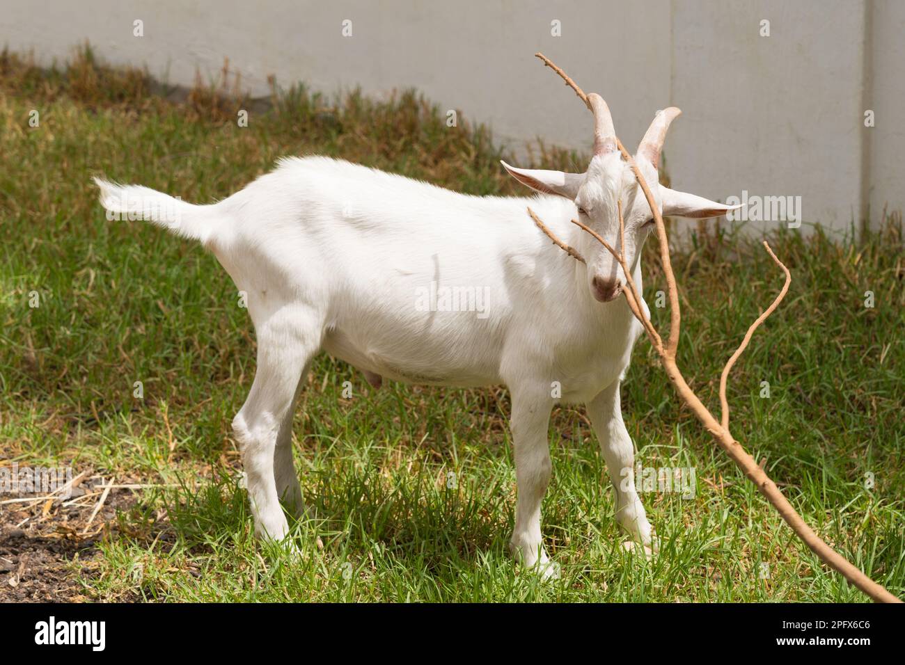 Goat scratching its head with branch Stock Photo - Alamy