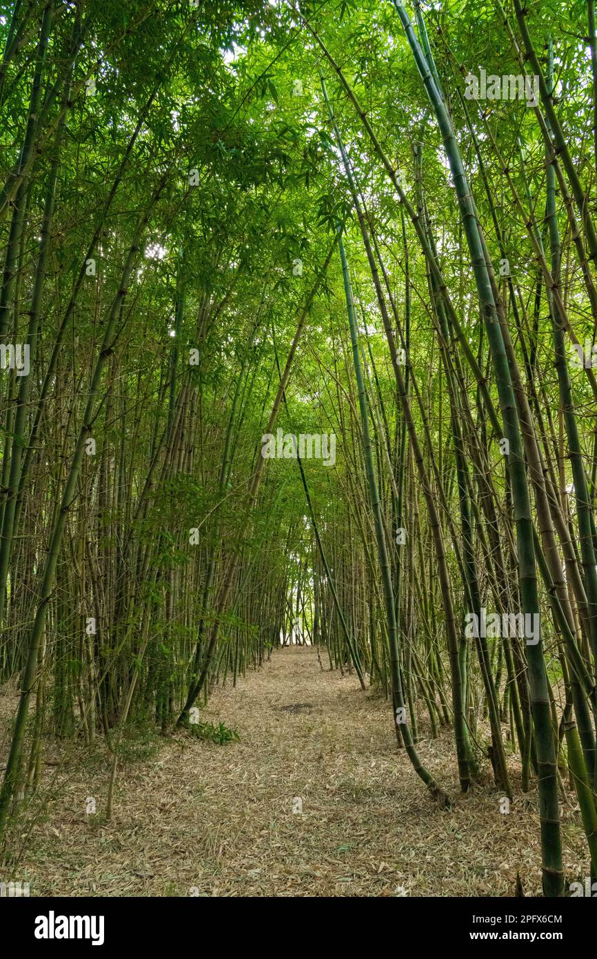 African bamboo leaf hi-res stock photography and images - Alamy