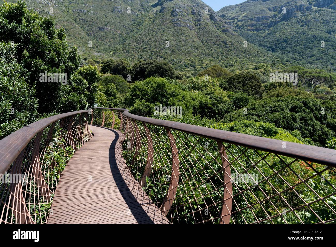 Kirstenbosch tree canopy walkway, Cape town, South africa Stock Photo ...