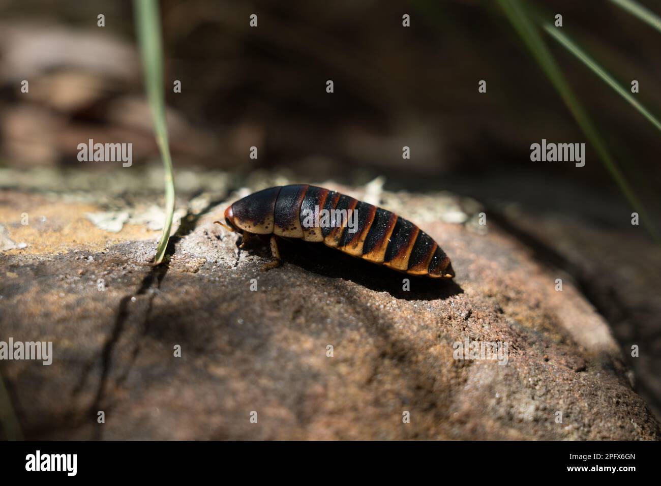 Madagascar Hissing Cockroach, Cape town, South africa Stock Photo - Alamy
