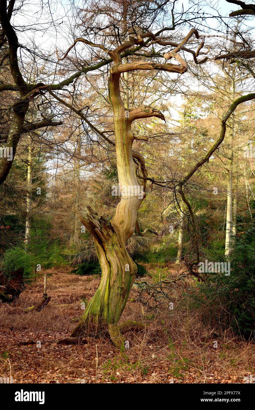Distressed tree standing alone in the Forest Stock Photo - Alamy