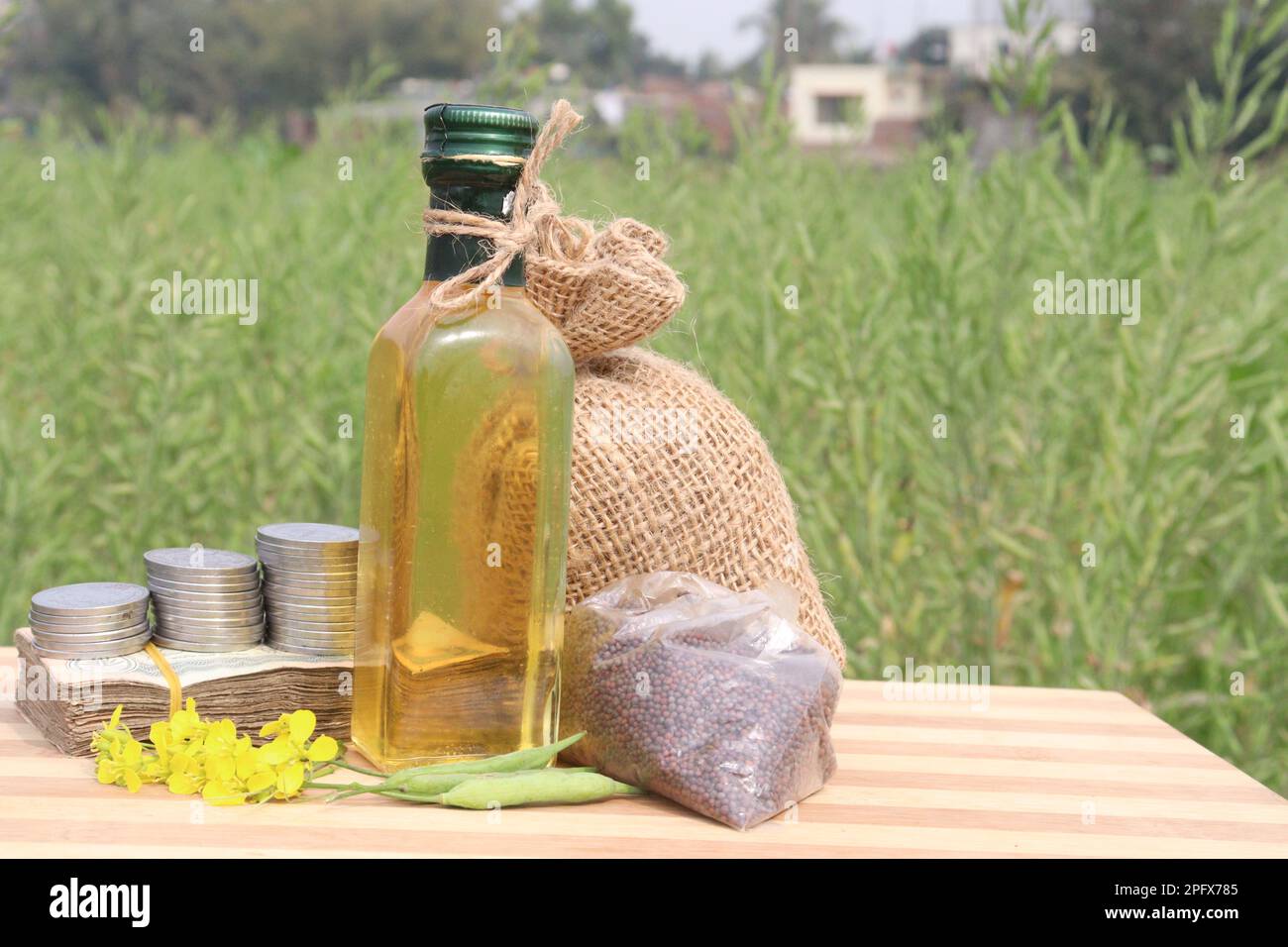 mustard oil with seed flower and money bag on farm for harvest are cash ...