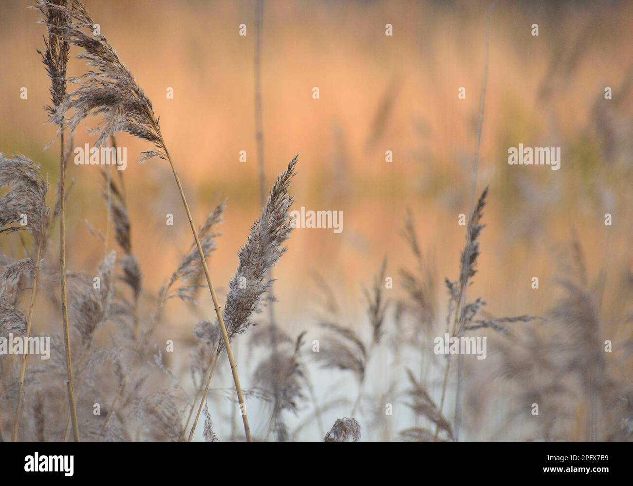 Common Reed in the river wetlands at sunset Stock Photo - Alamy