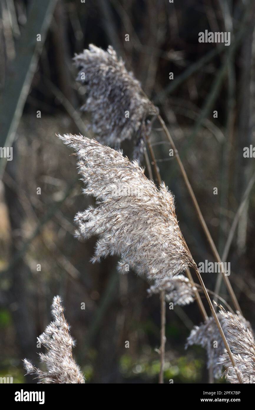 Common Reed in the river wetlands Stock Photo - Alamy