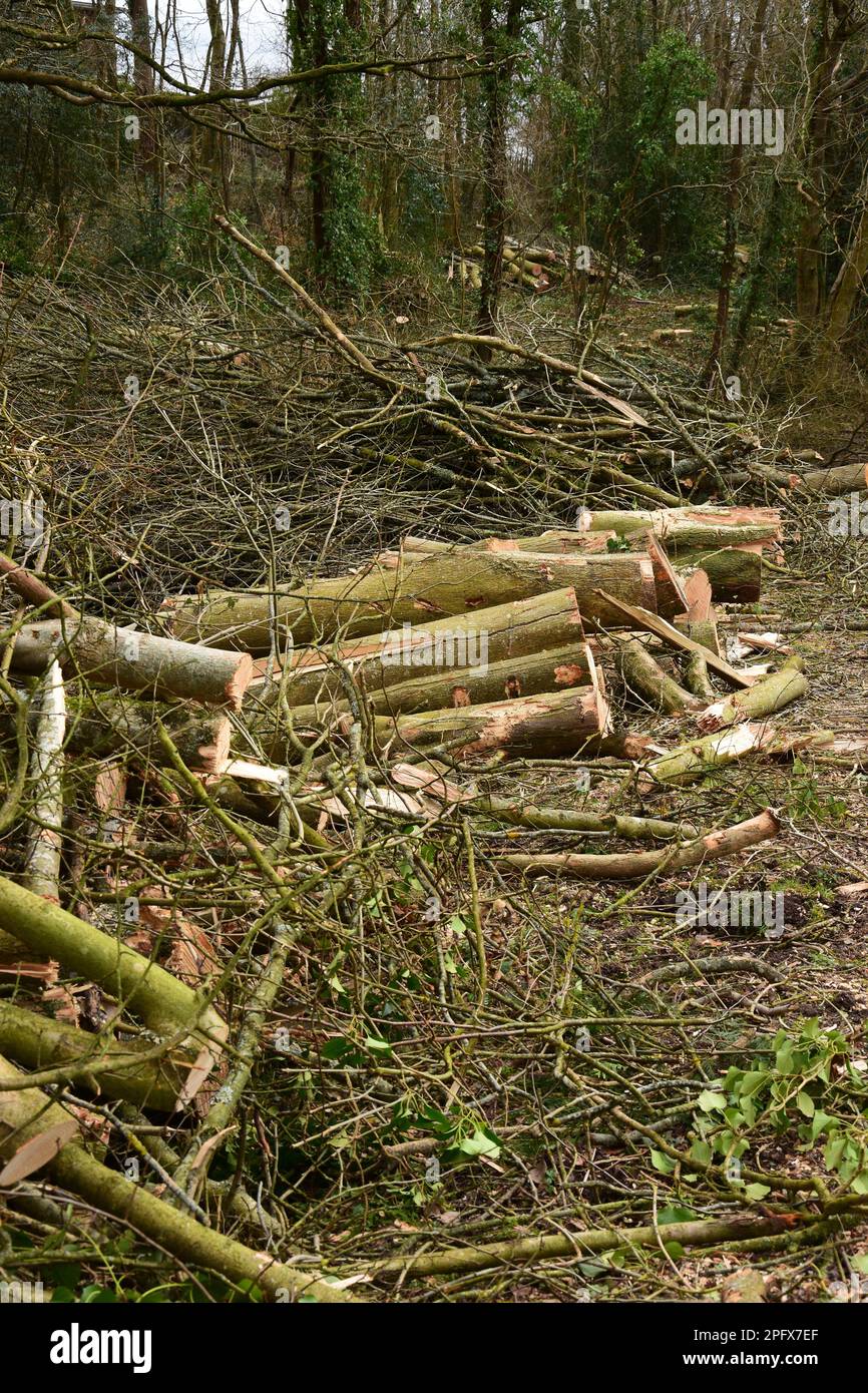 Trees Infected with Ash Dieback Disease and sustainable removal Stock ...