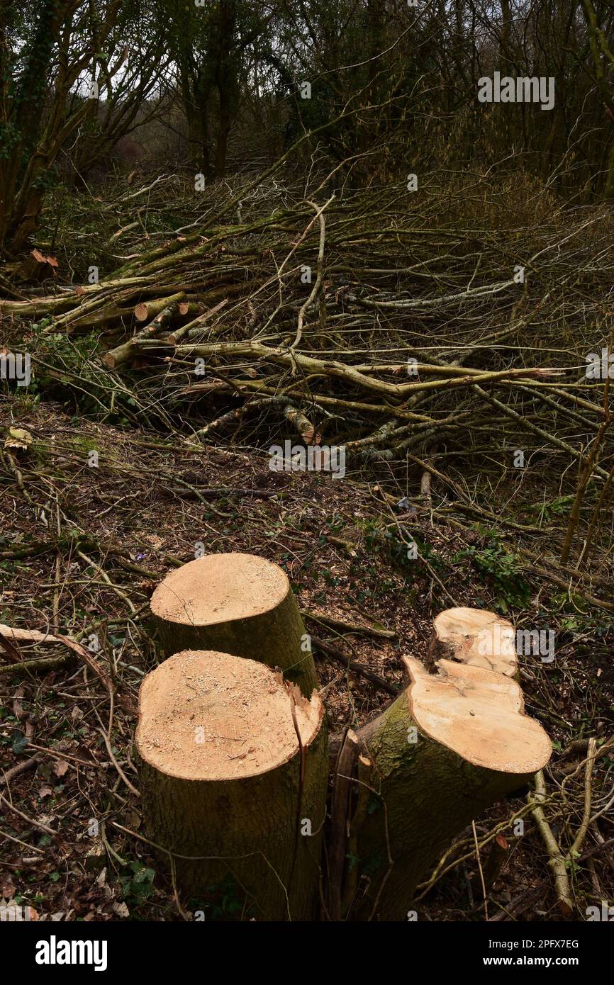 Trees Infected with Ash Dieback Disease and sustainable removal Stock ...