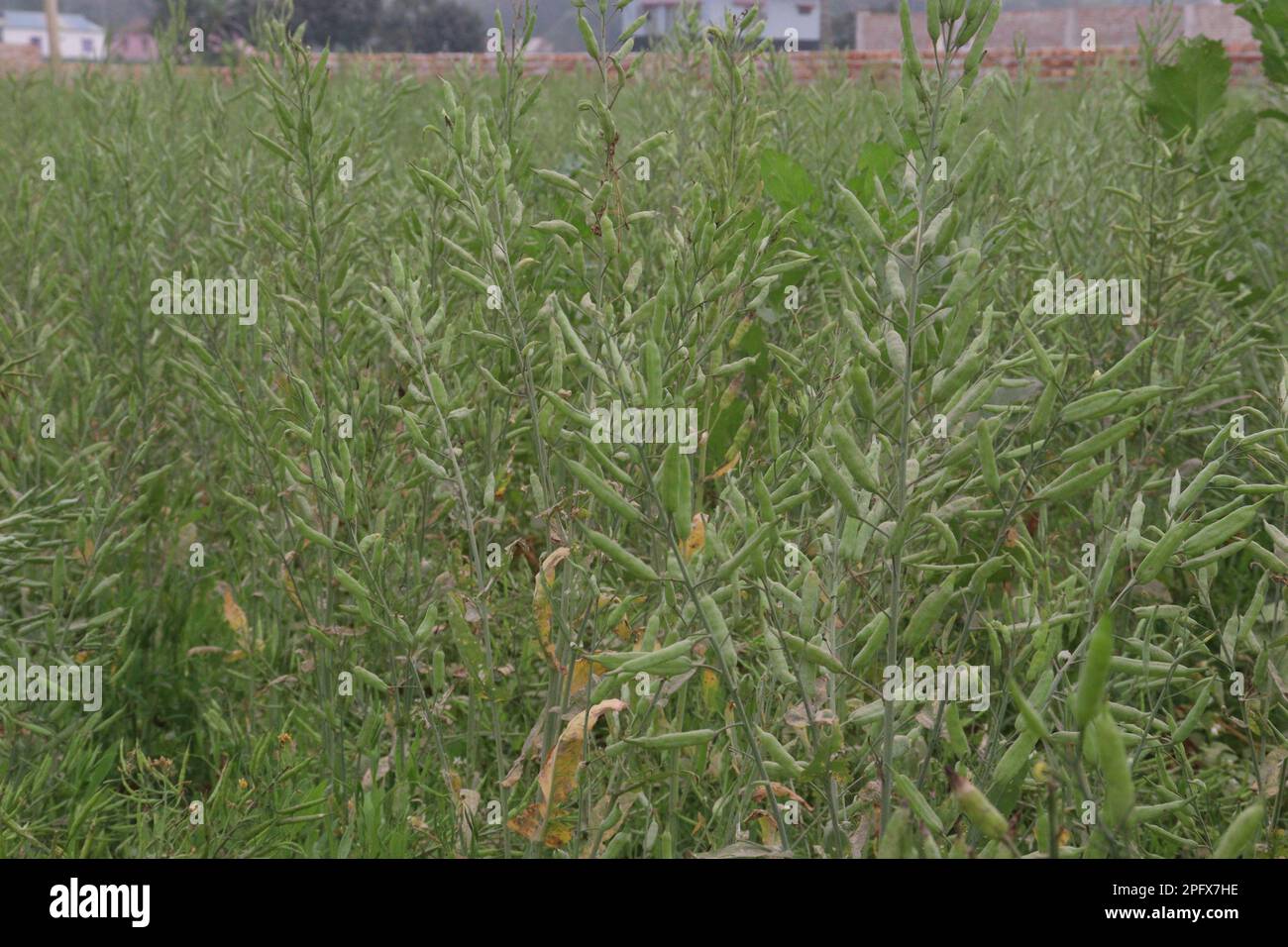 mustard farm for harvest and oil are cash crops Stock Photo - Alamy