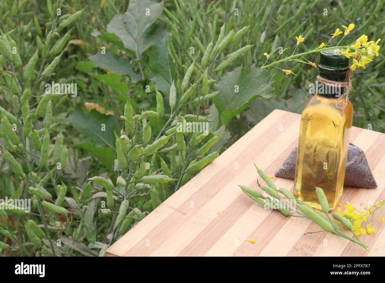 mustard oil in bottle with flower and bud and seed on farm for harvest ...