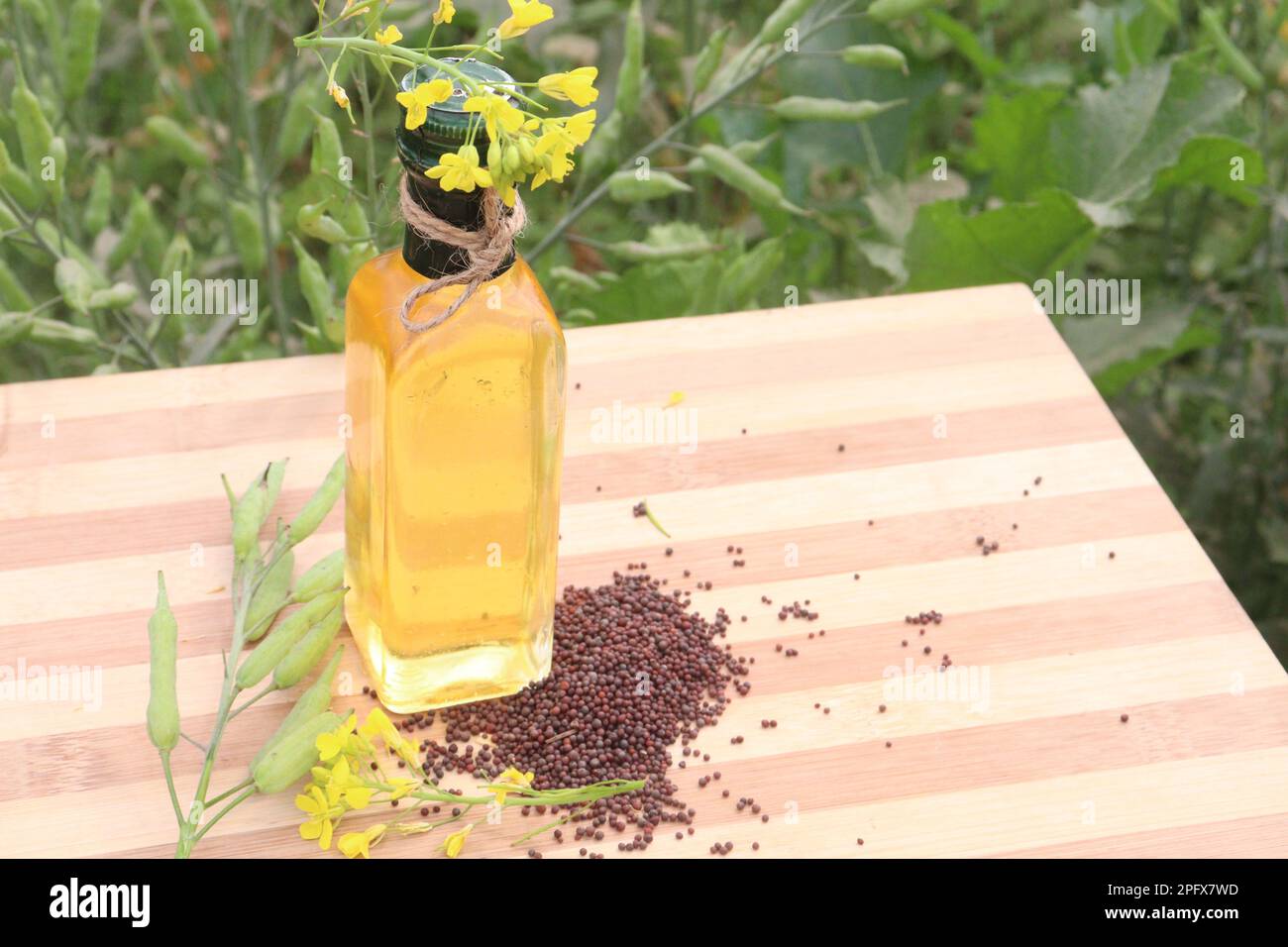 mustard oil in bottle with flower and bud and seed on farm for harvest ...