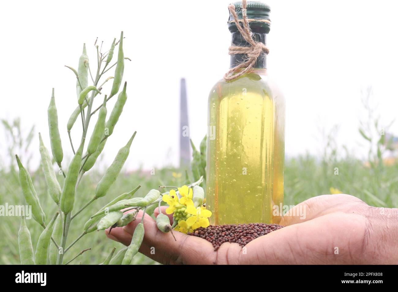 mustard oil in bottle with seed and flower on hand and on farm Stock ...