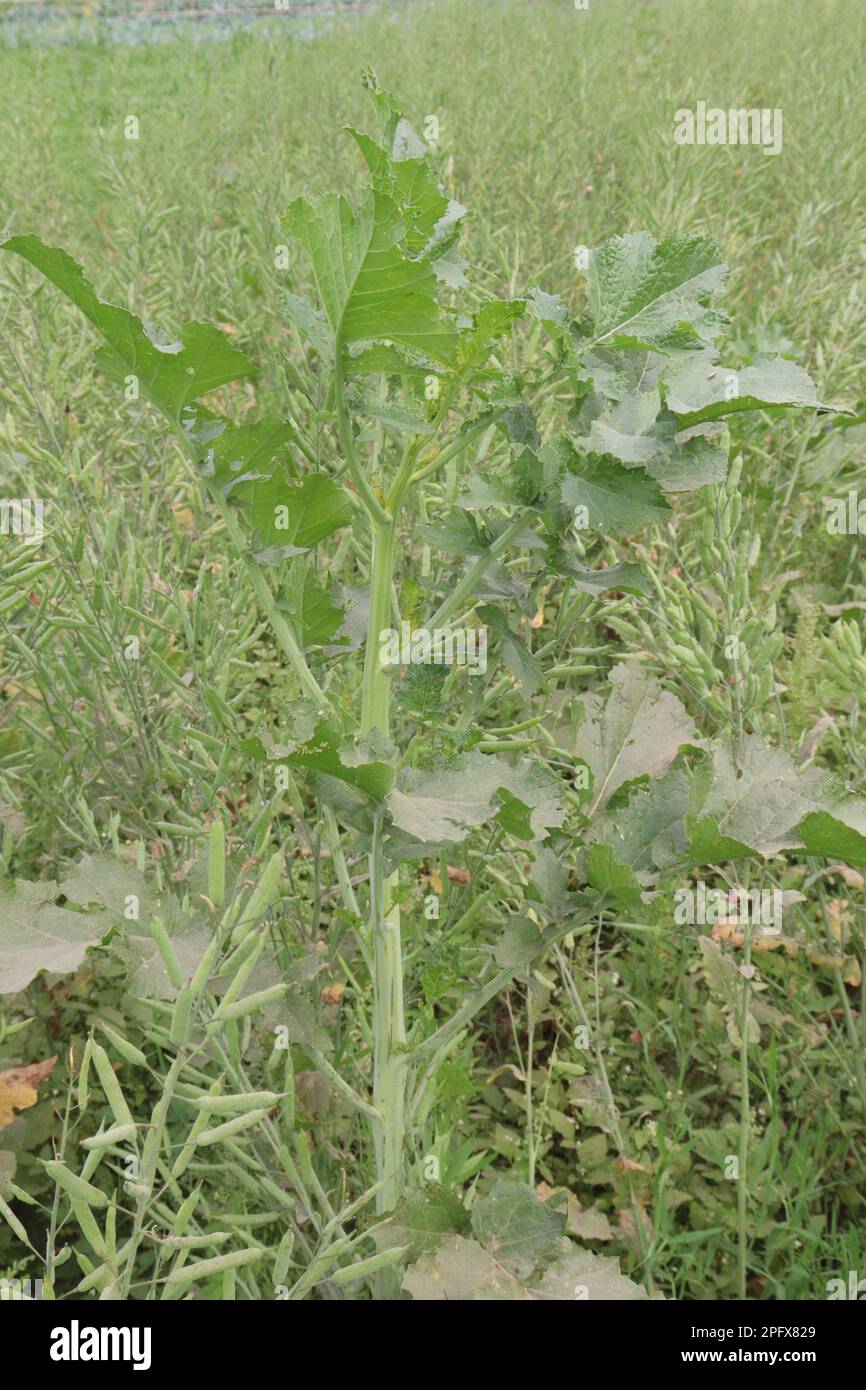 mustard farm for harvest and oil are cash crops Stock Photo - Alamy