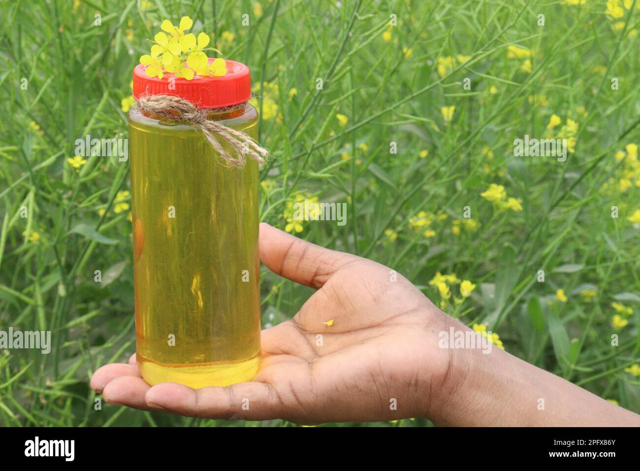 tasty and healthy honey in pot on mustard farm for harvest are cash ...