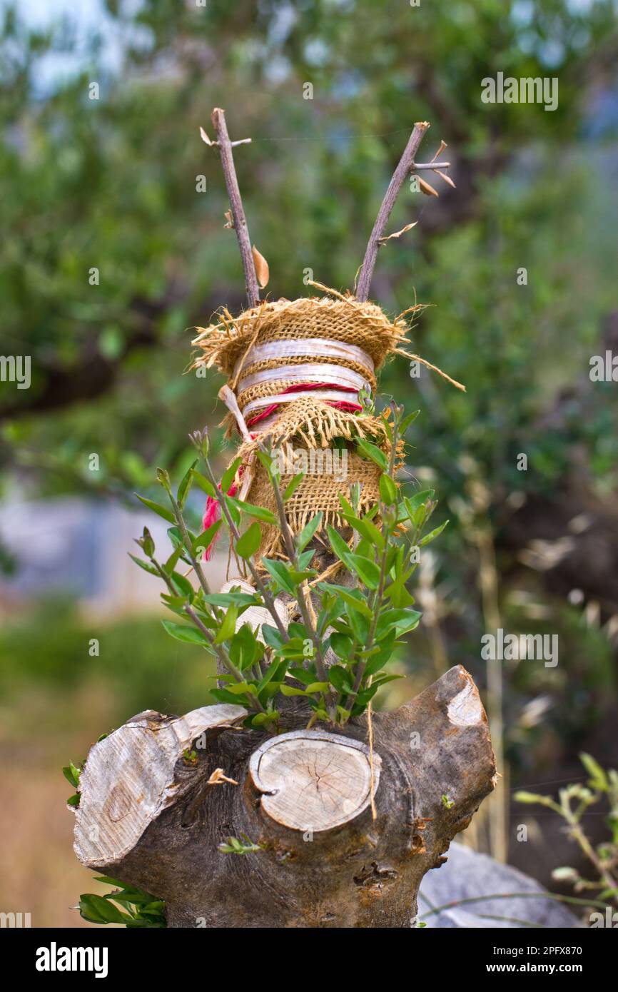 Olive plant grafting hi-res stock photography and images - Alamy