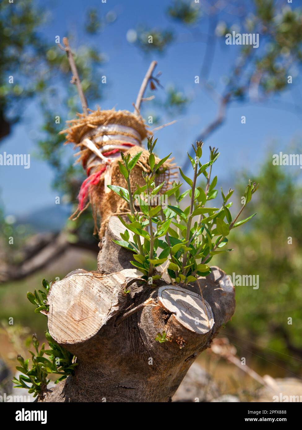 Olive Tree Branch Grafting