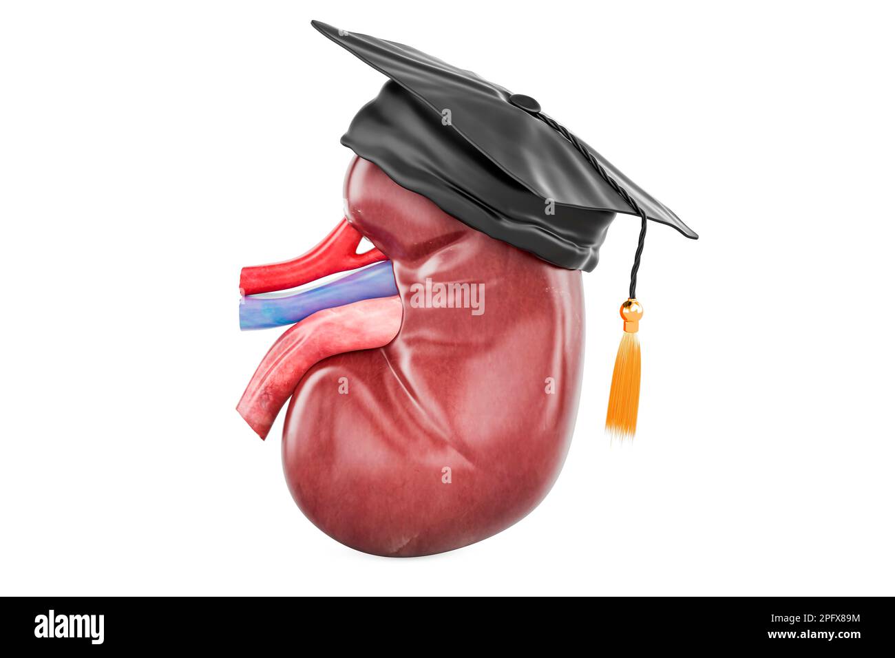 Human Kidney with education hat. 3D rendering isolated on white ...
