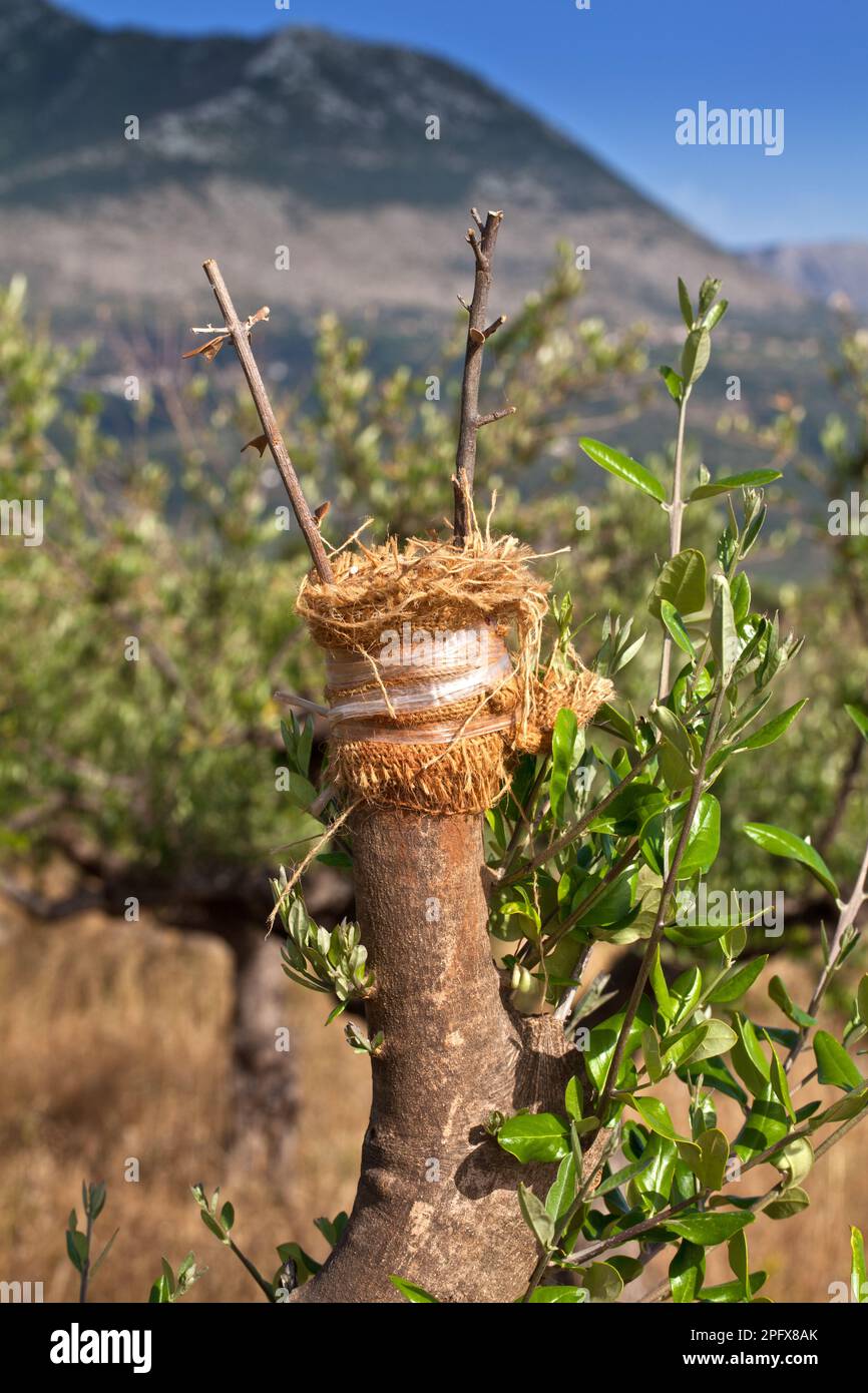 Olive Tree Branch Grafting