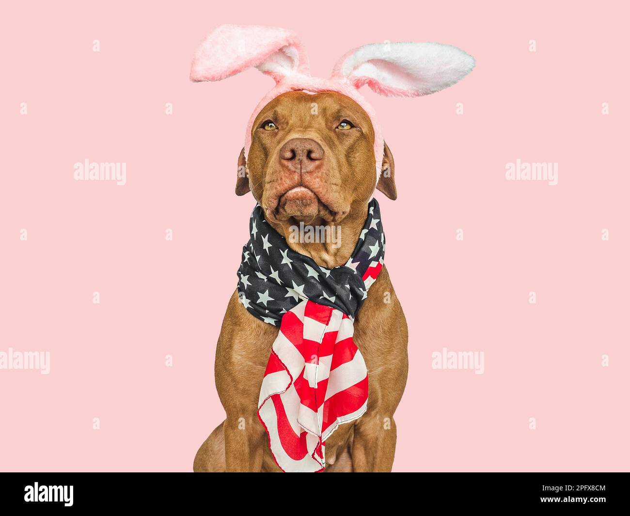 Cute puppy, bunny ears and American Flag Stock Photo - Alamy