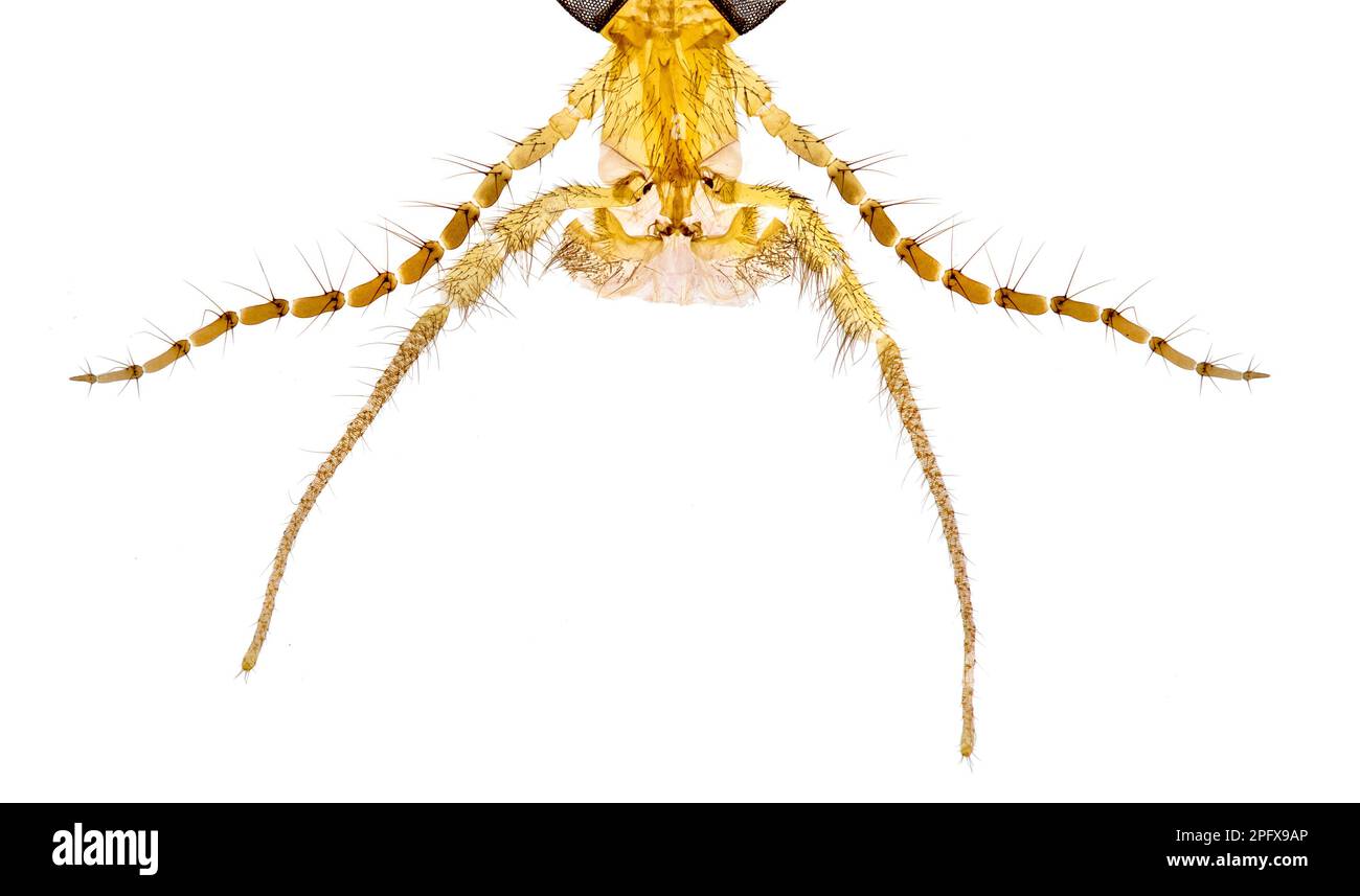 Cranefly mouth parts, brightfield photomicrograph Stock Photo - Alamy